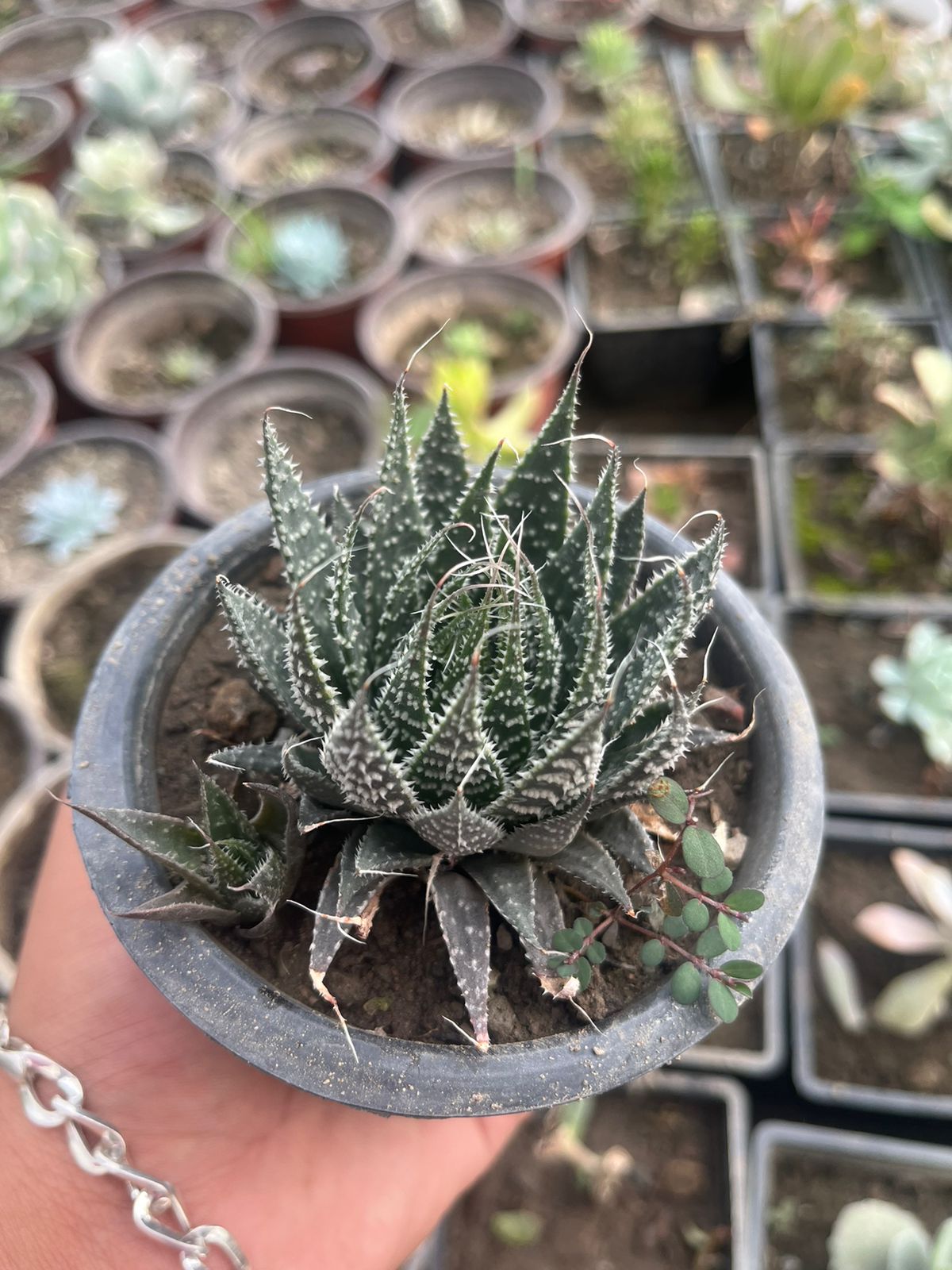 Lace aloe – Welcome to Plant Graft